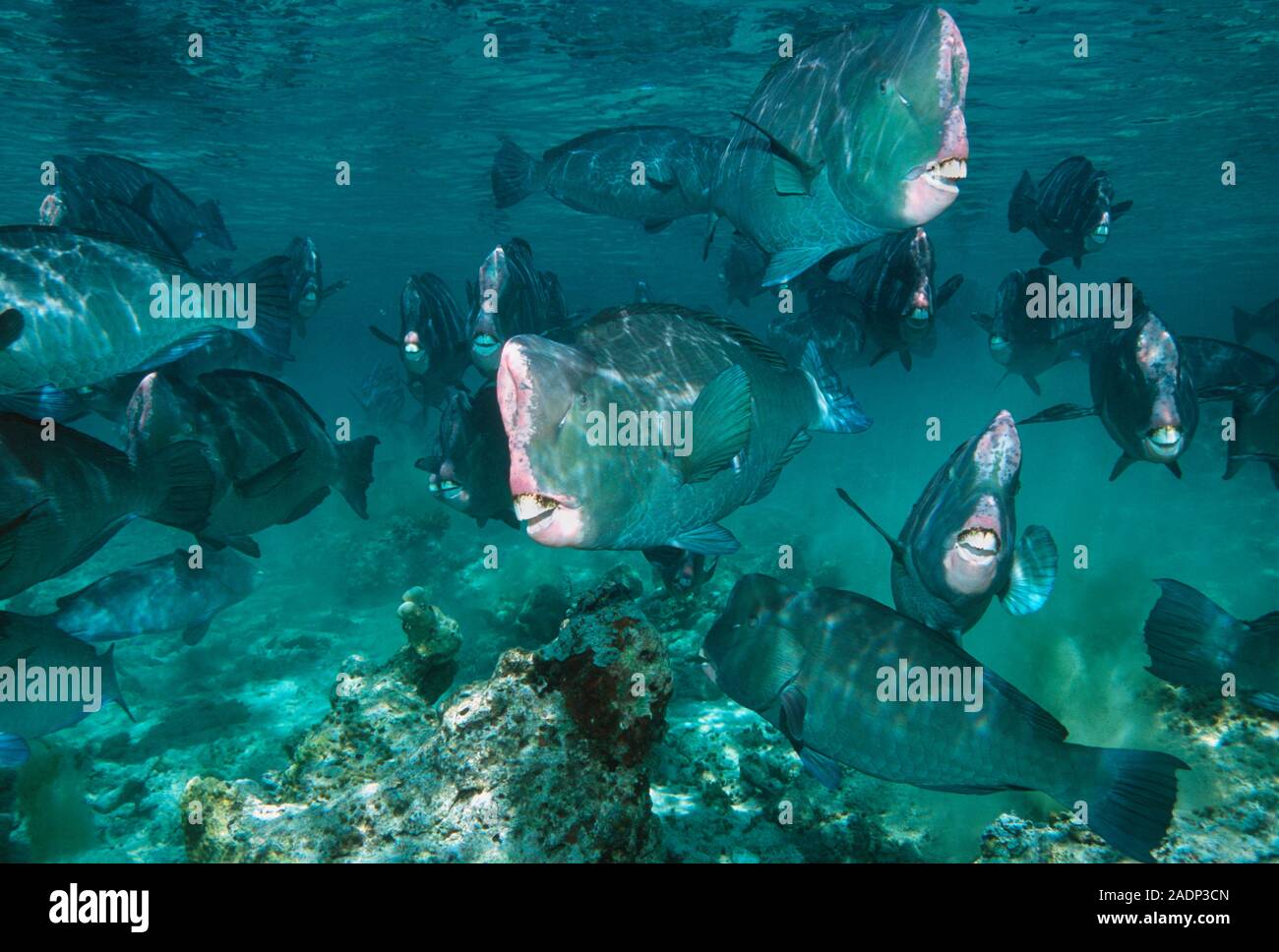 Bumphead parrotfish (Bolbometopon muricatum). This species is the ...