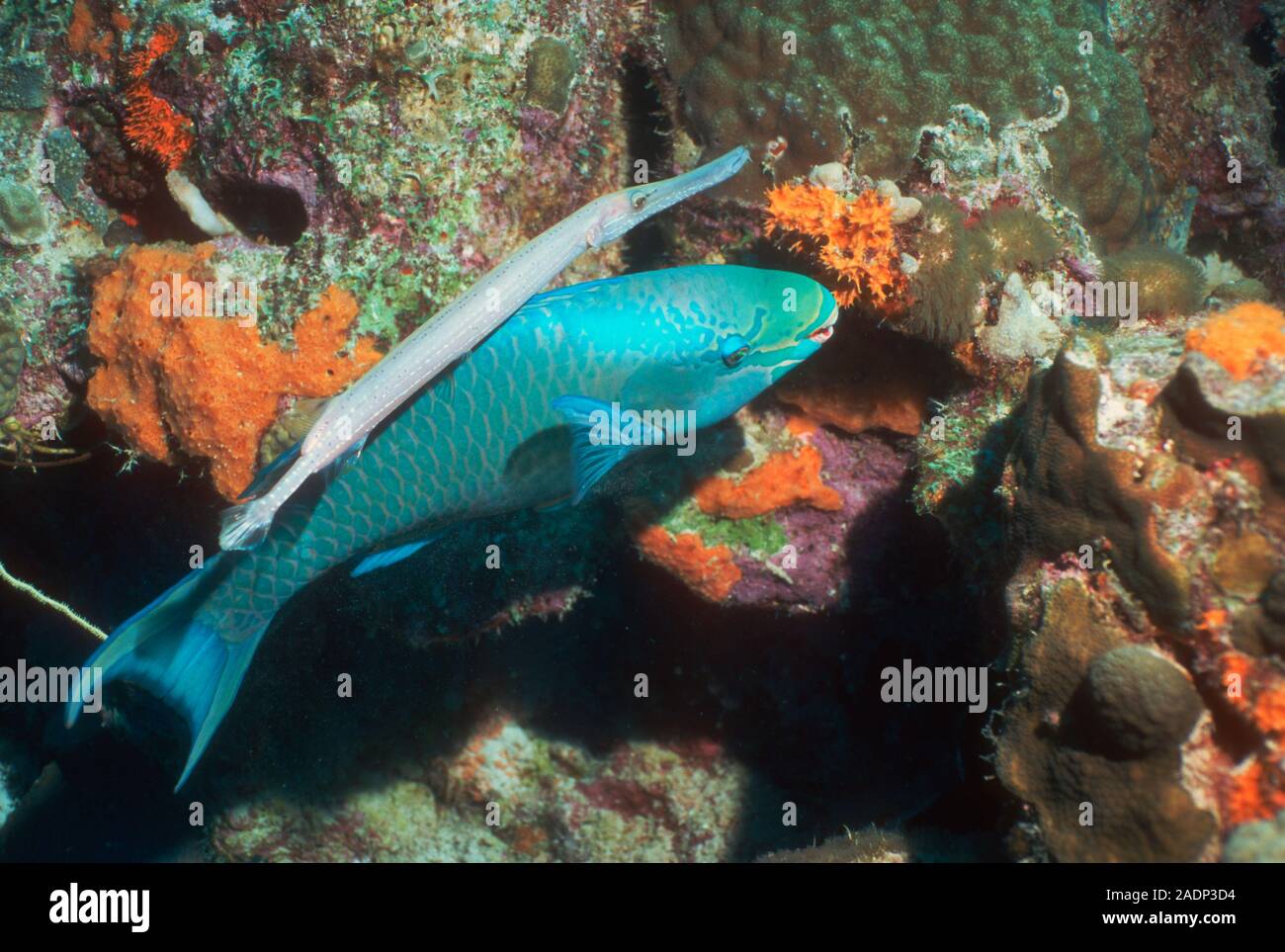 Trumpetfish (Aulostomus maculatus) shadowing a queen parrotfish (Scarus ...