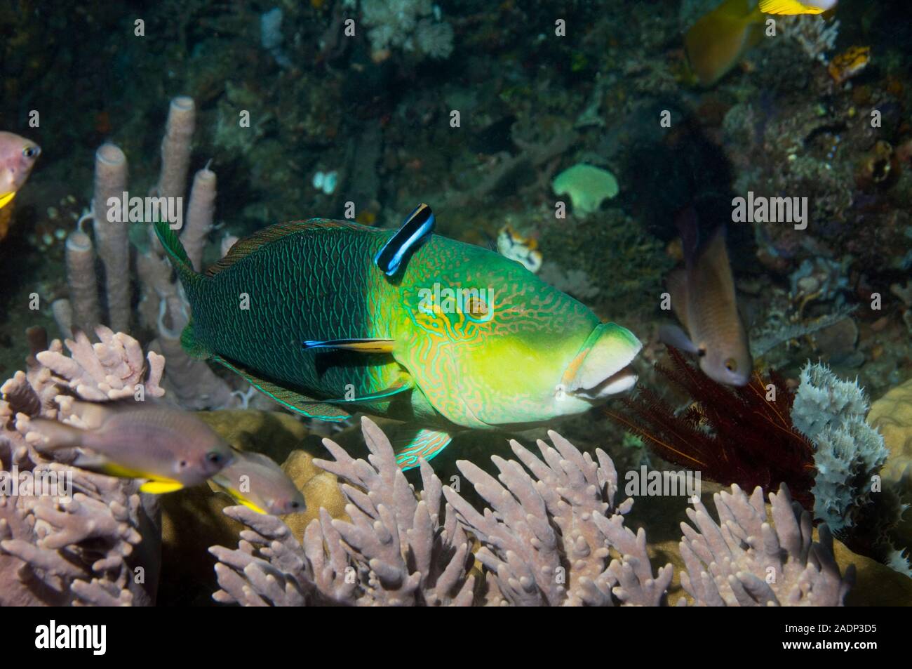 Blackedge thicklip wrasse (Hemigymnus melapterus) with cleaner wrasses ...