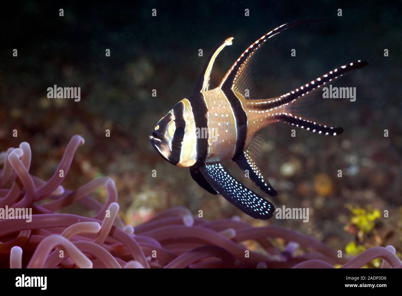 Banggai cardinalfish (Pterapogon kauderni) above the tentacles of a sea ...