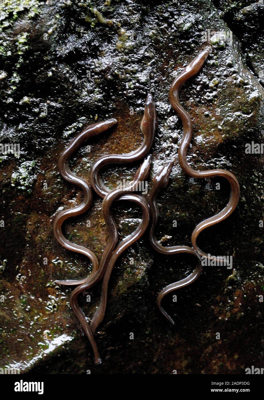 Elvers climbing a wall. An elver is a young eel, Photographed at ...