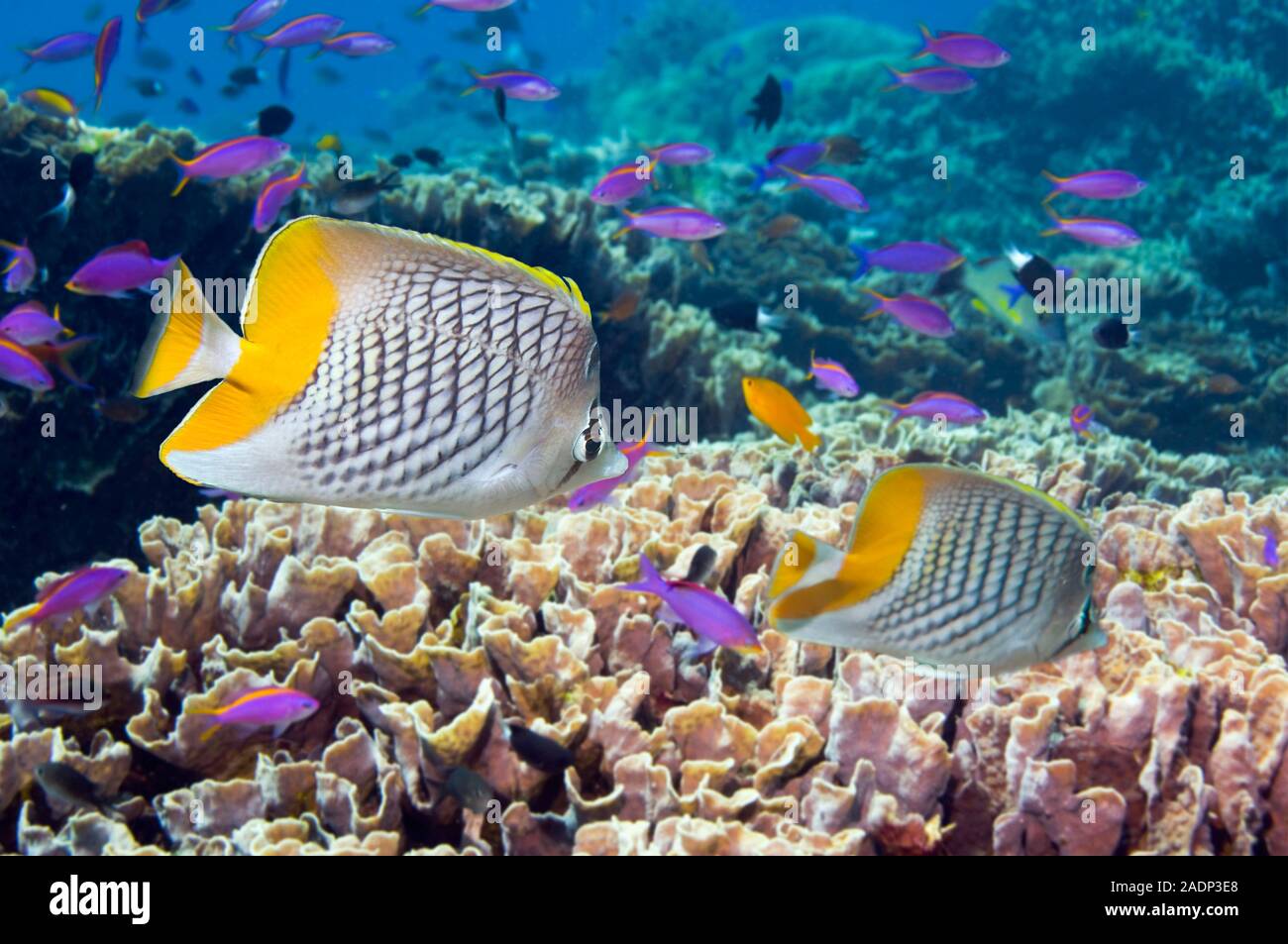 Yellowtail butterflyfish (Chaetodon xanthurus) swimming over a coral ...
