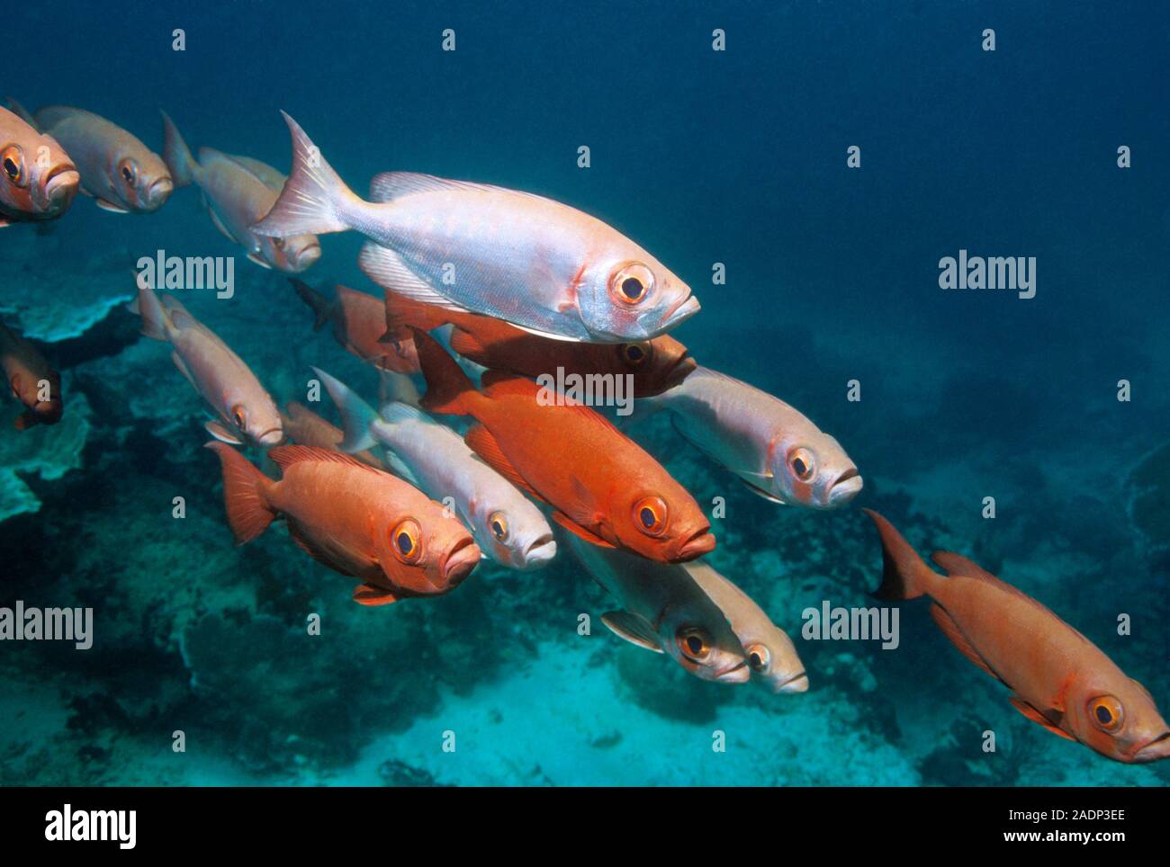 Moontail bullseye (Priacanthus hamrur). This fish inhabits reefs in the ...