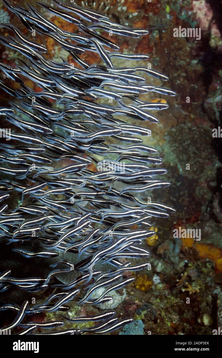 Convict blenny (Pholidichthys leucotaenia) juveniles schooling over a ...