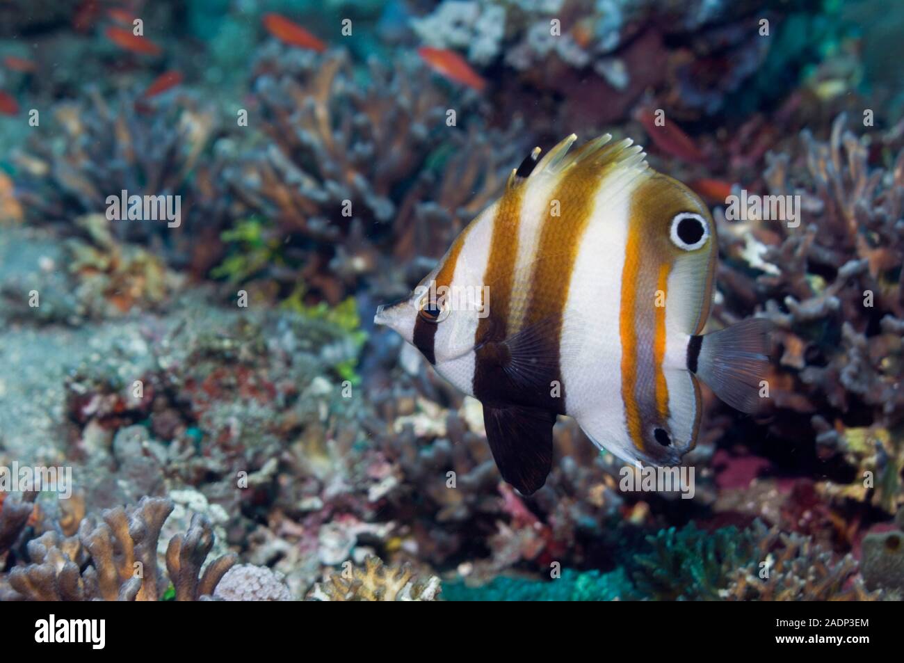 Two-eyed coralfish (Coradion melanopus). This fish inhabits tropical ...