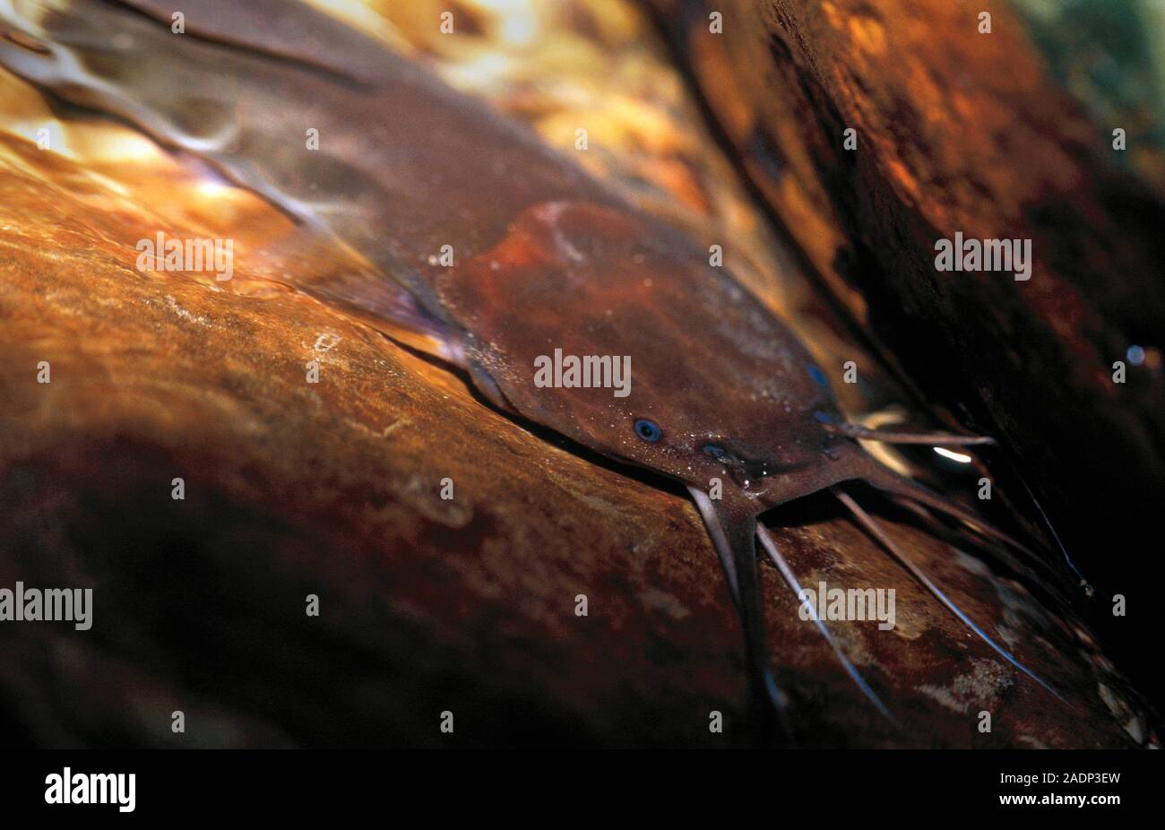 Cat fish (order Siluriformes), photographed in Deer Cave, Borneo ...