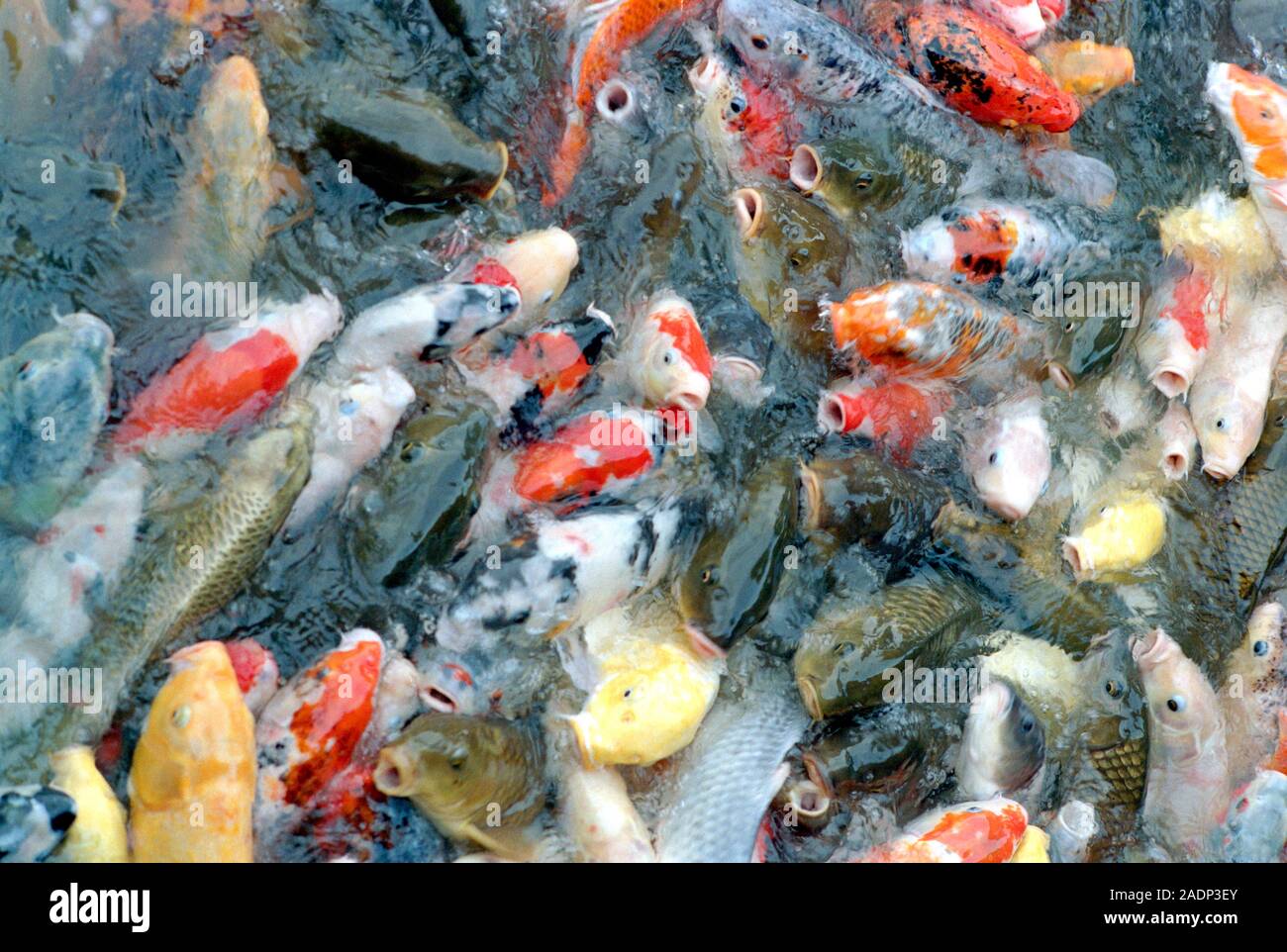 Goldfish (Carassius sp.). These popular aquarium fish have been ...