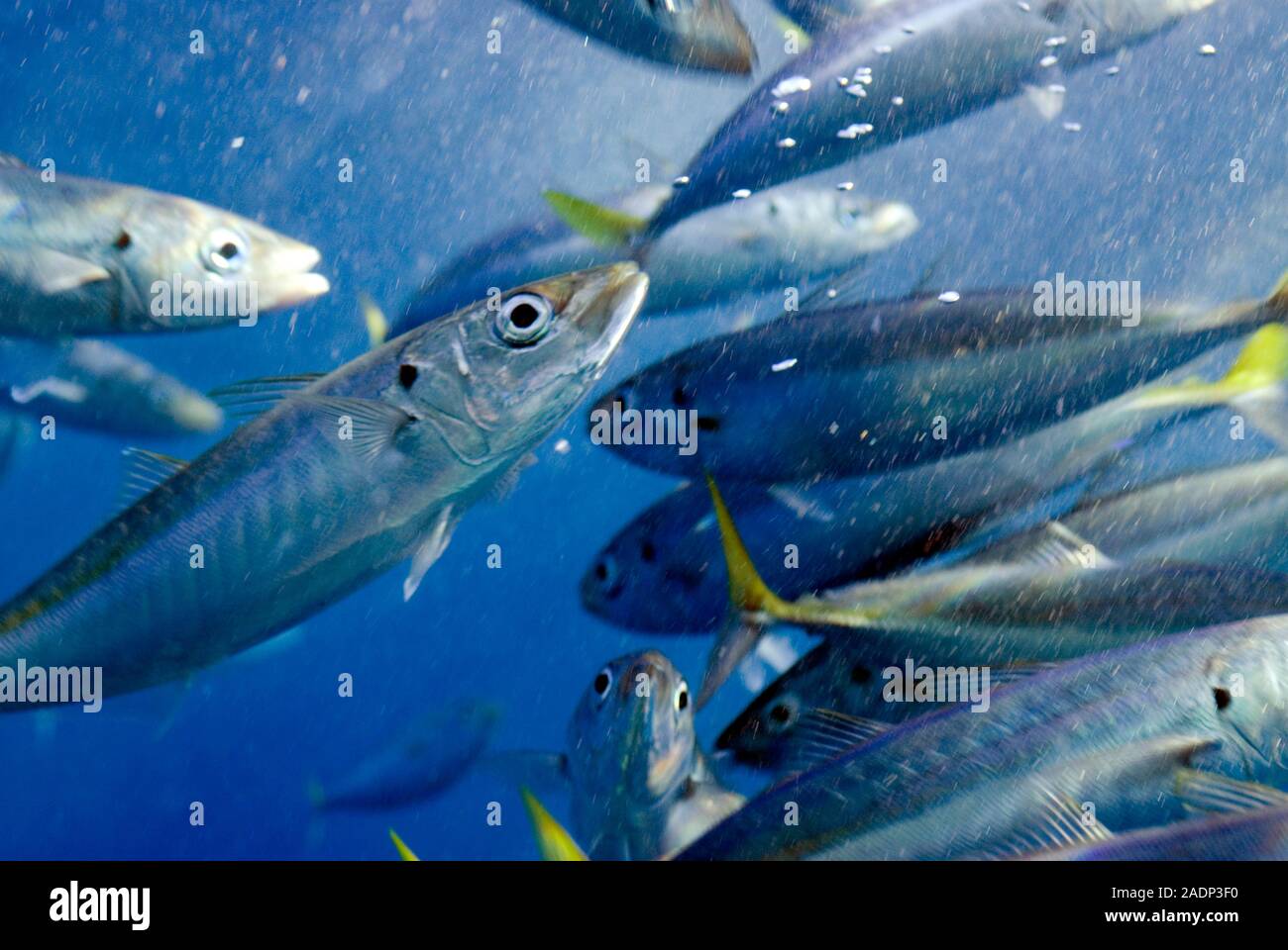 Scad mackerel (Decapterus macarellus). This fish is found worldwide in ...