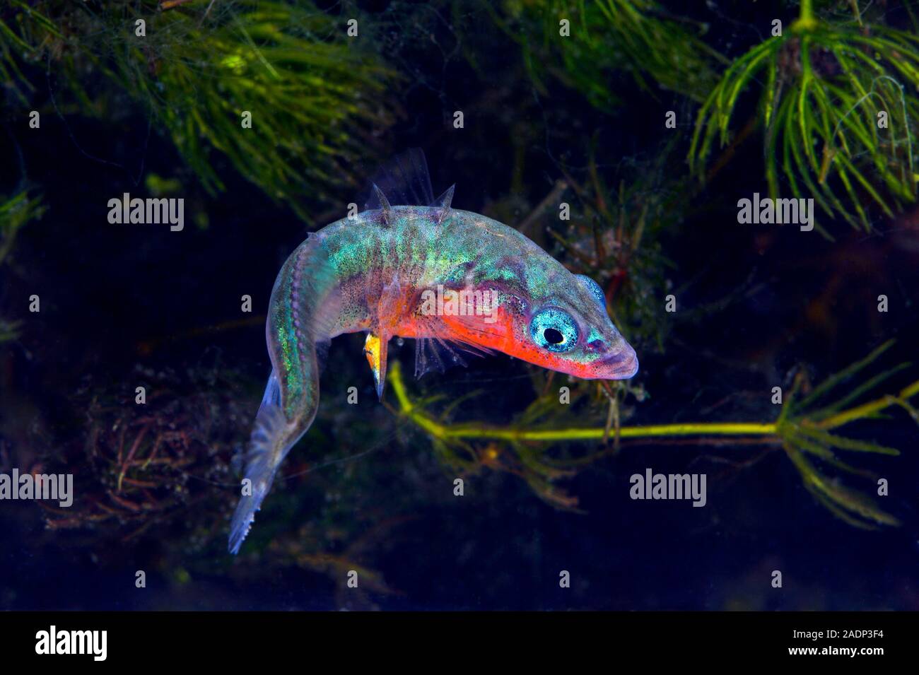 Three-spined stickleback fish (Gasterosteus aculeatus). Mature male ...