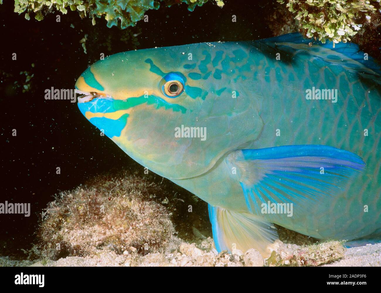 Parrotfish (family Scaridae) sleeping at night. Parrotfish feed on ...