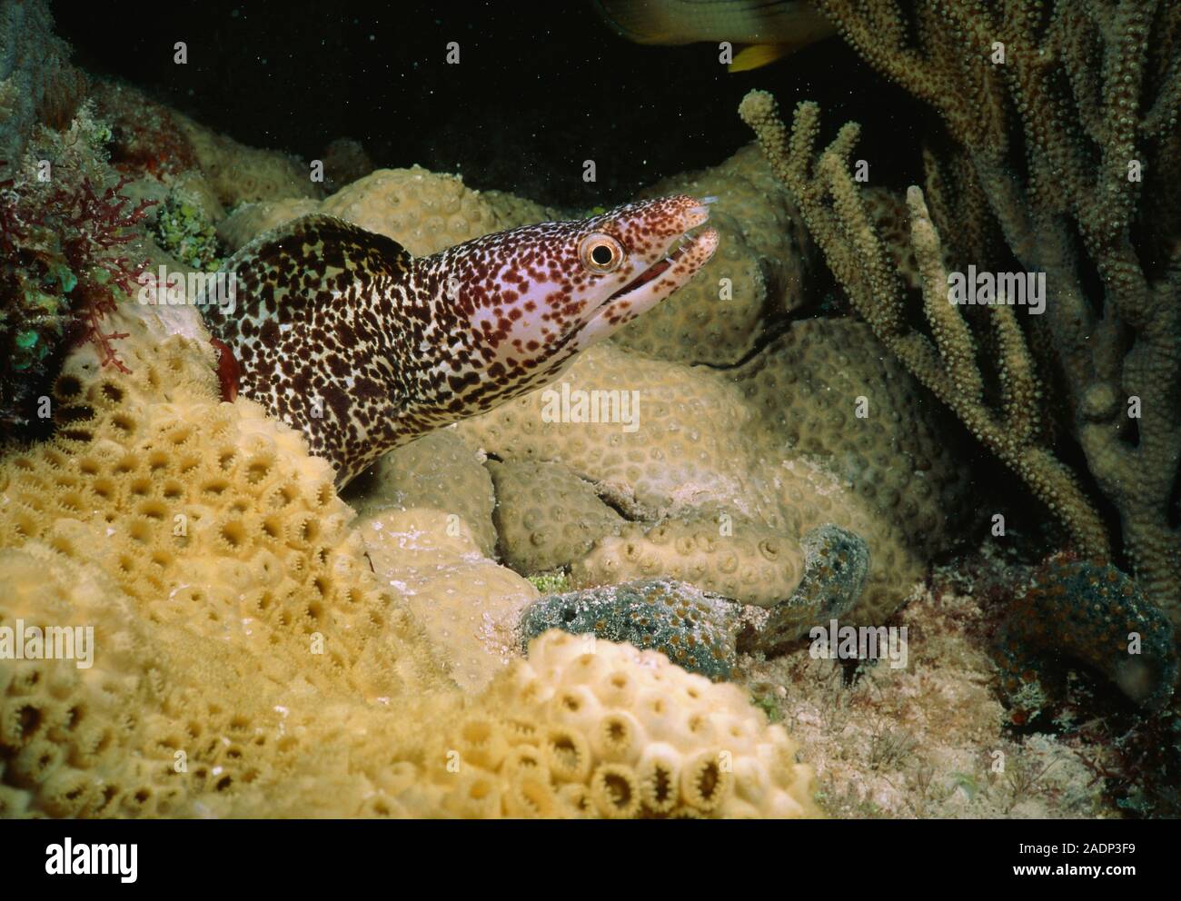 Goldentail moray eel (Gymnothorax miliaris). This species of eel can ...