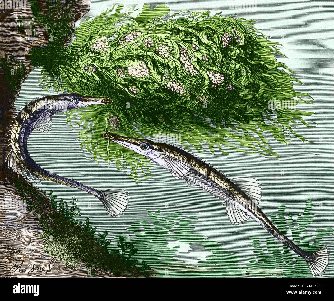 Sea sticklebacks (Spinachia spinachia) building a nest, coloured ...