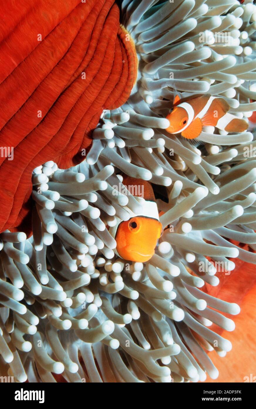 Ocellaris anemonefish (Amphiprion ocellaris) hidden in a sea anemone ...