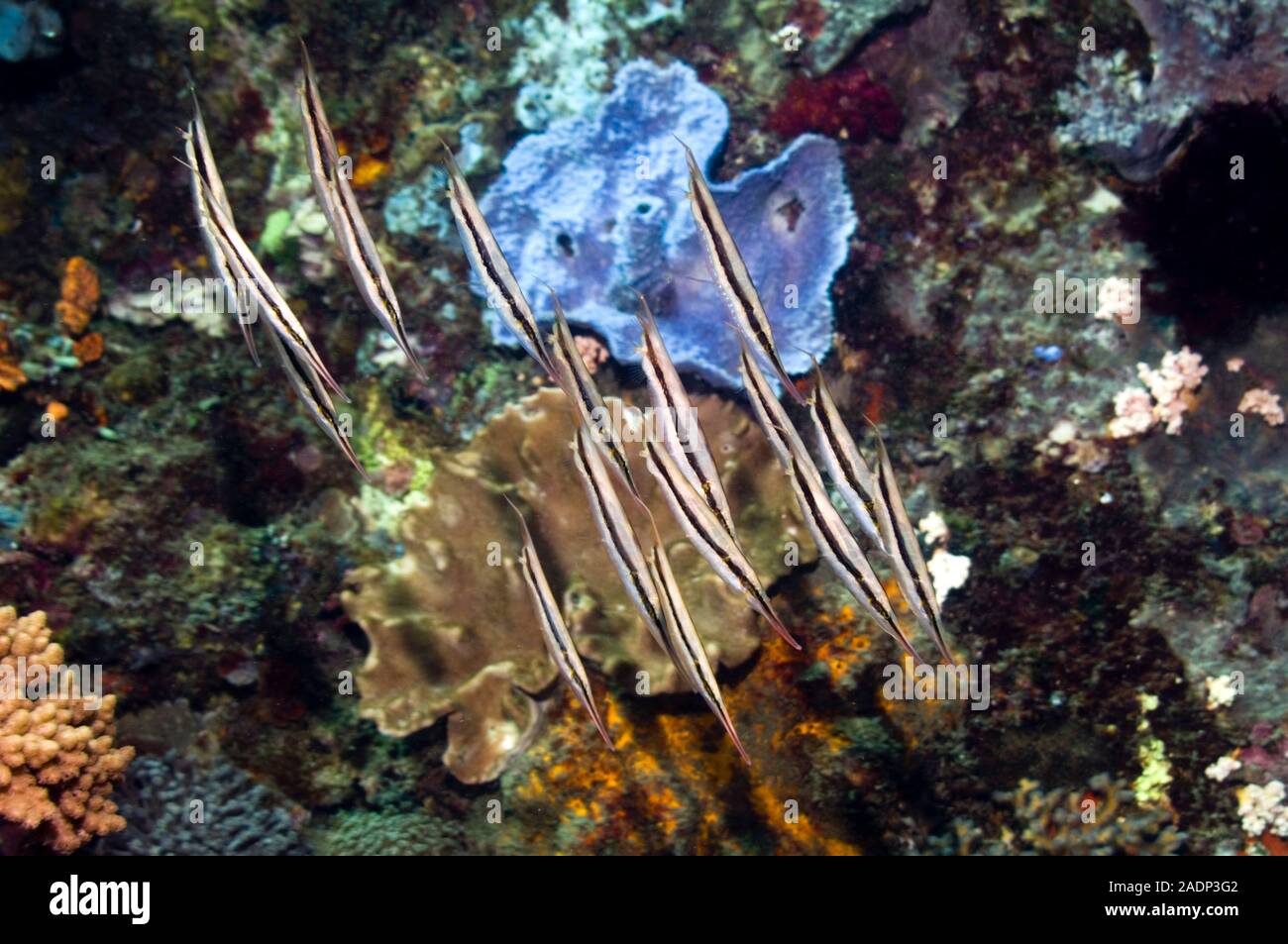 Razorfish (Aeoliscus strigatus). This fish is also called shrimpfish ...