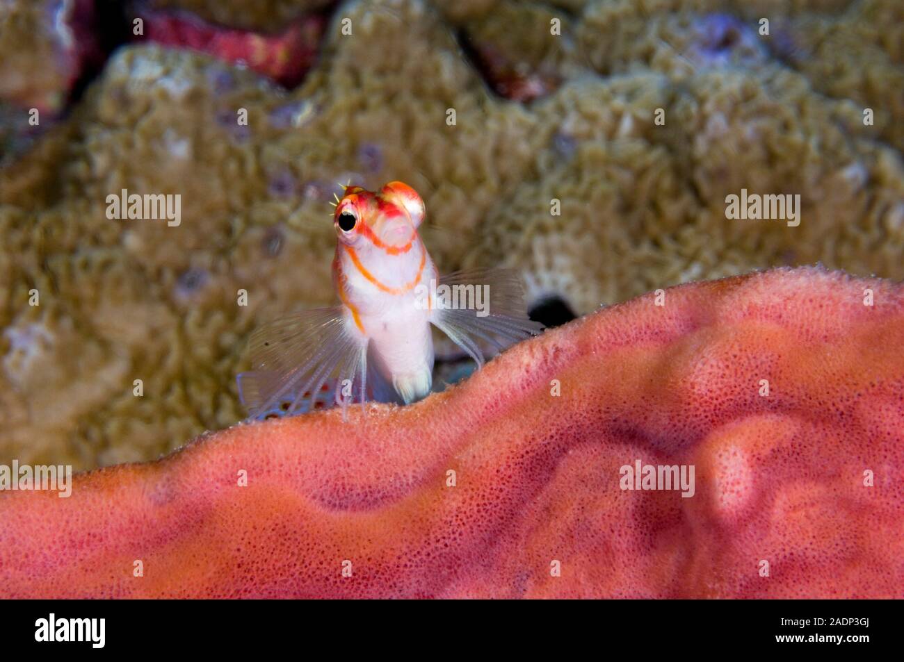 Dwarf hawkfish (Cirrhitichthys falco) resting on a barrel sponge. This ...