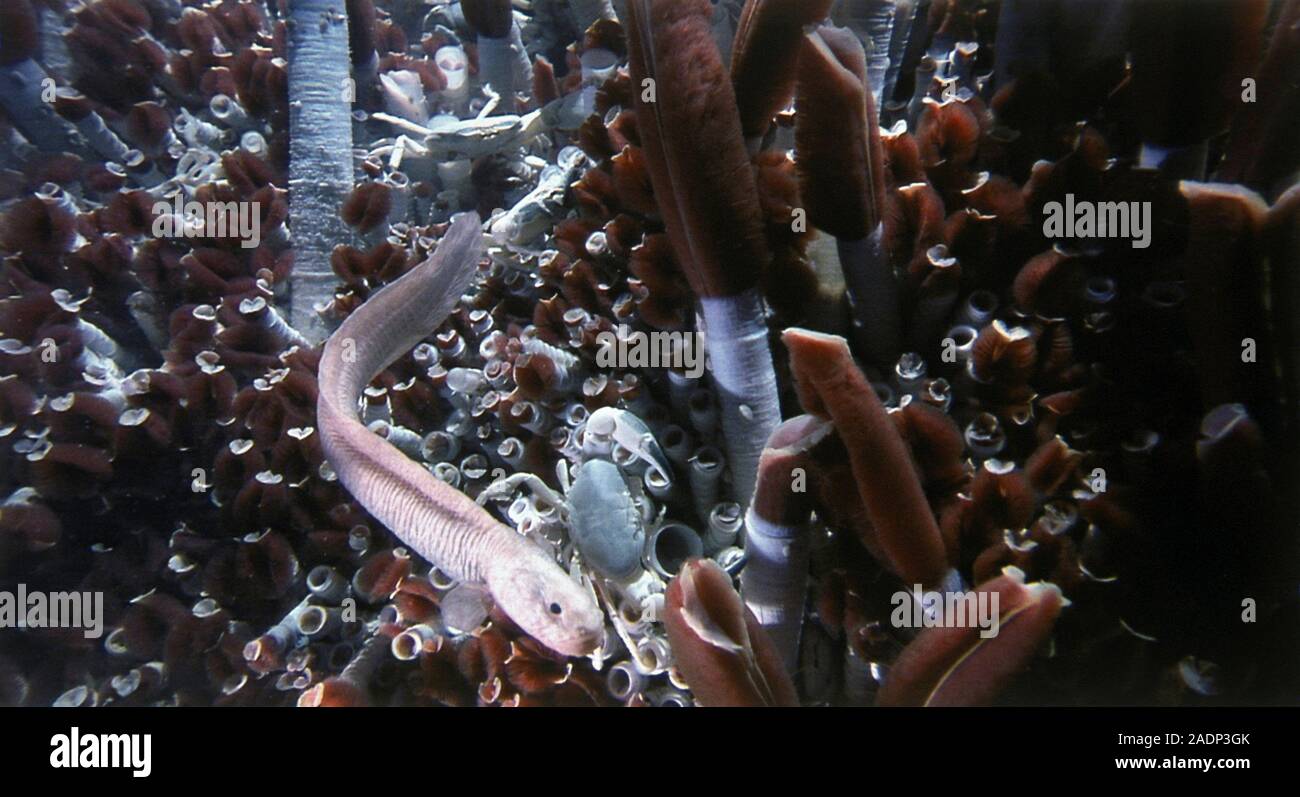 Deep ocean fish swimming among giant tube worms (Riftia pachyptila) by ...