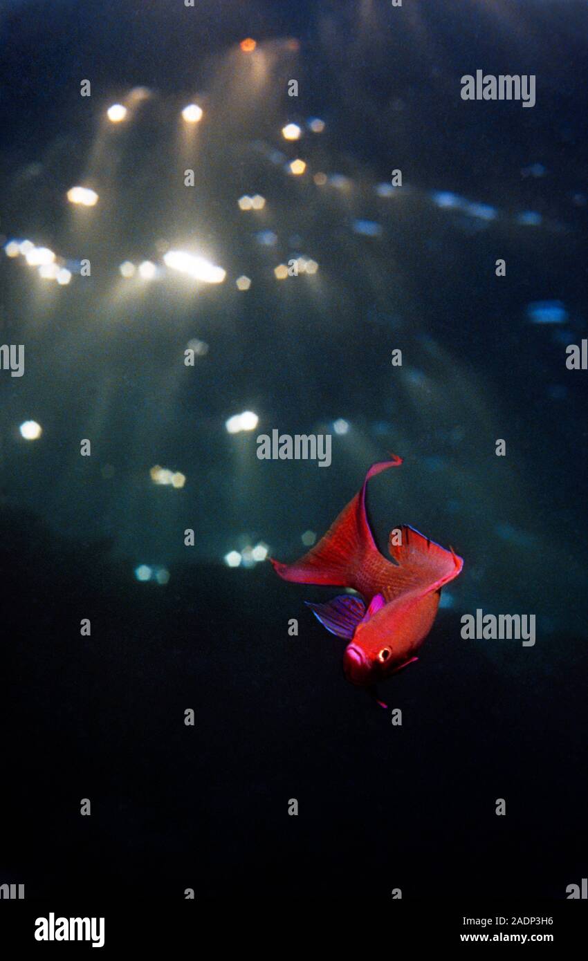 Male lyretail anthias (Pseudanthias squamipinnis). The male fish can ...