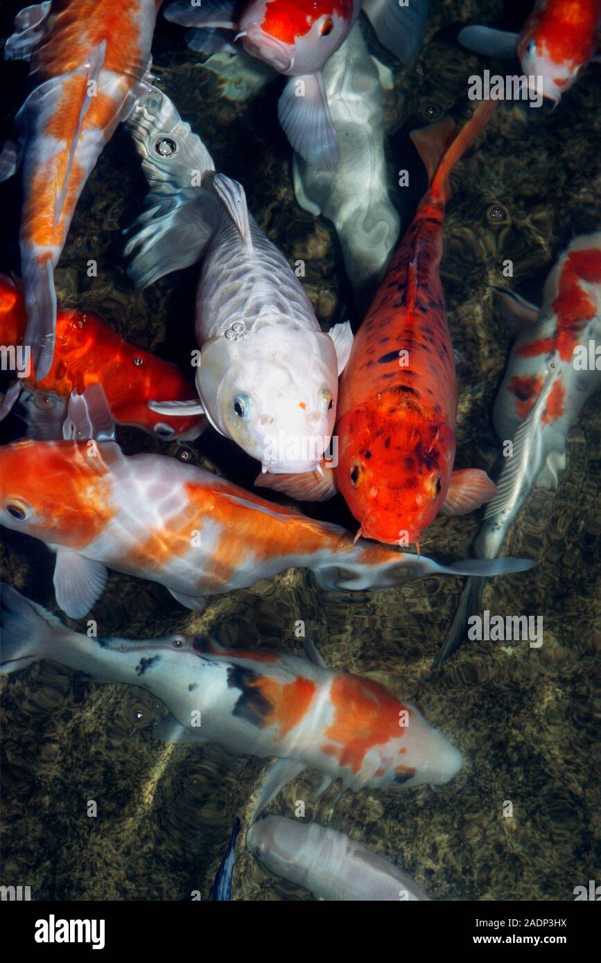 Koi carp in a pond. Koi carp is a domesticated variety of the common ...