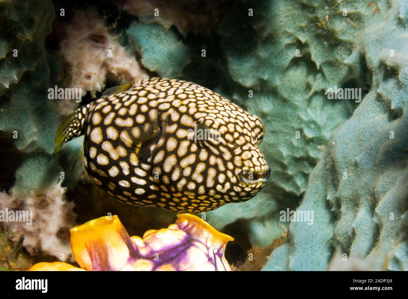 Juvenile map pufferfish (Arothron mappa). The map pufferfish can be ...