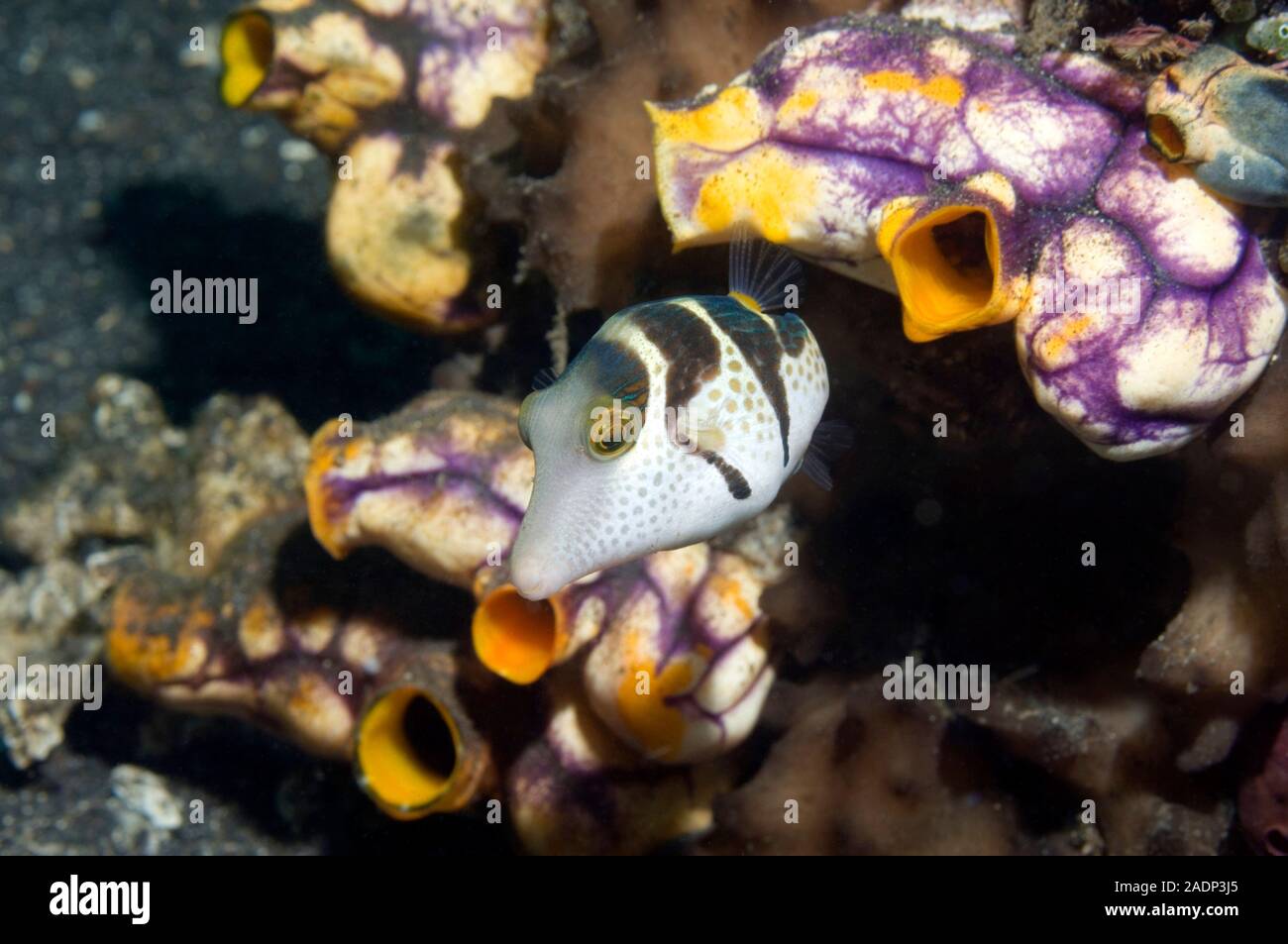Black-saddled pufferfish (Canthigaster valentini) emerging from a coral ...