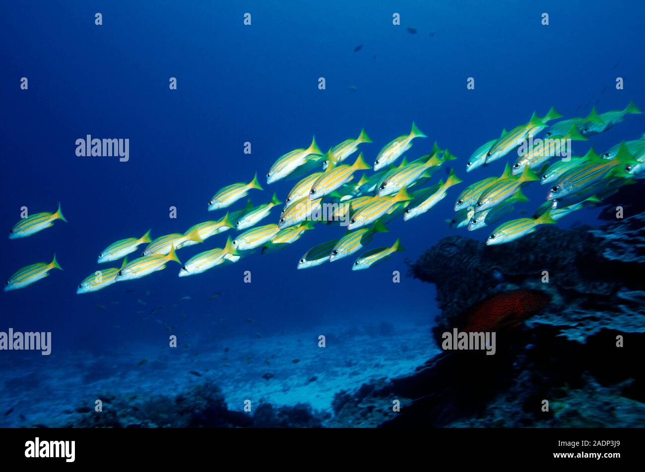 Blue-lined snappers (Lutjanus kasmira). School of blue-lined snappers ...