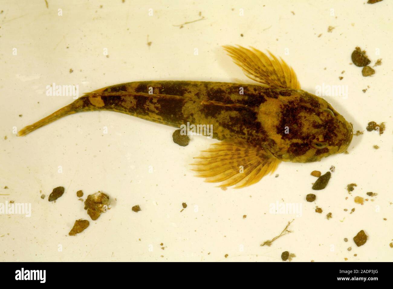 Bullhead (Cottus gobio). This species of freshwater fish is nocturnal ...