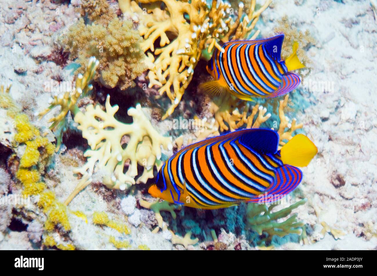 Regal angelfish (Pygoplites diacanthus) feeding amongst corals ...