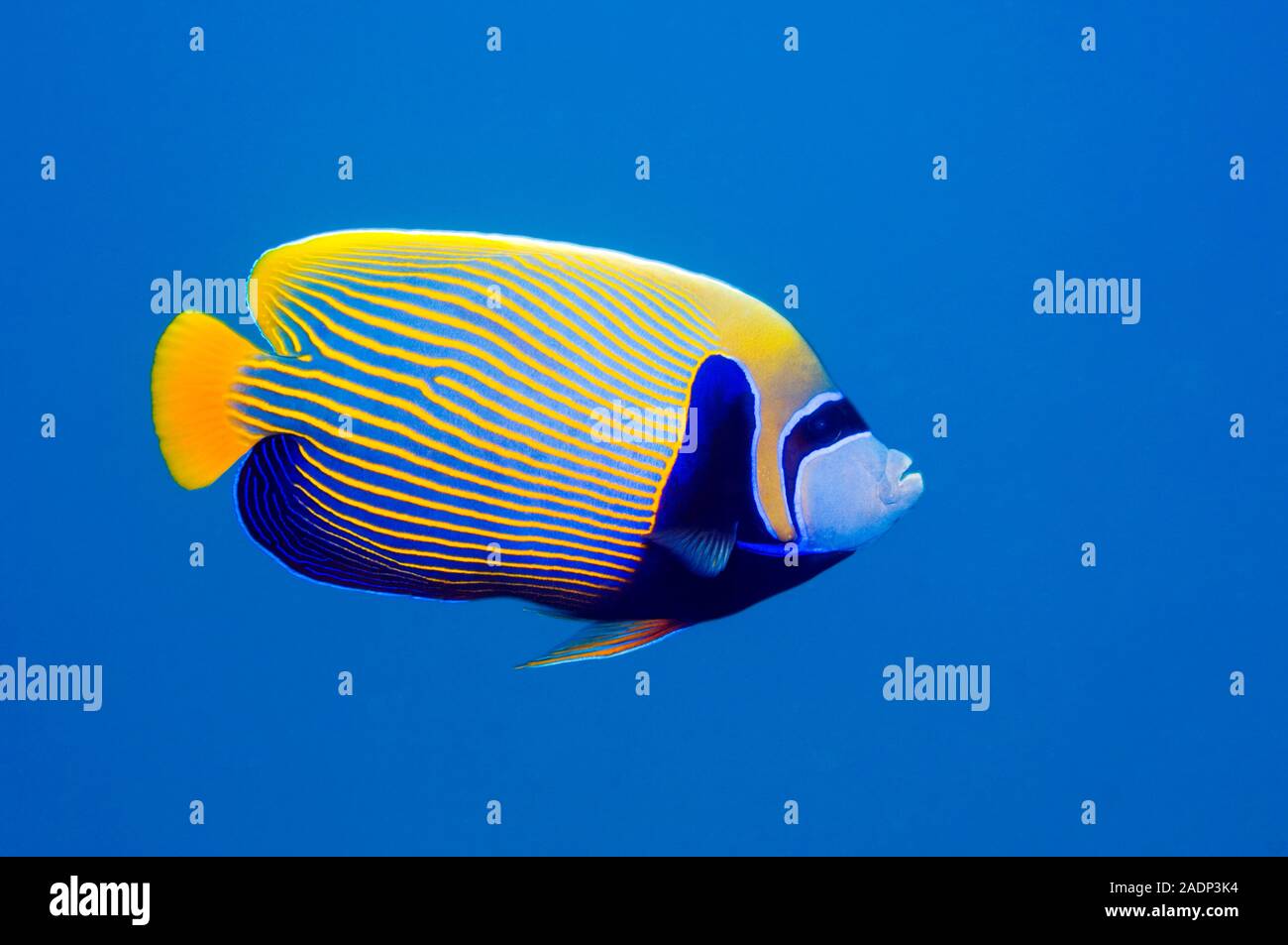 Emperor angelfish (Pomacanthus imperator). Photographed in the Red Sea ...