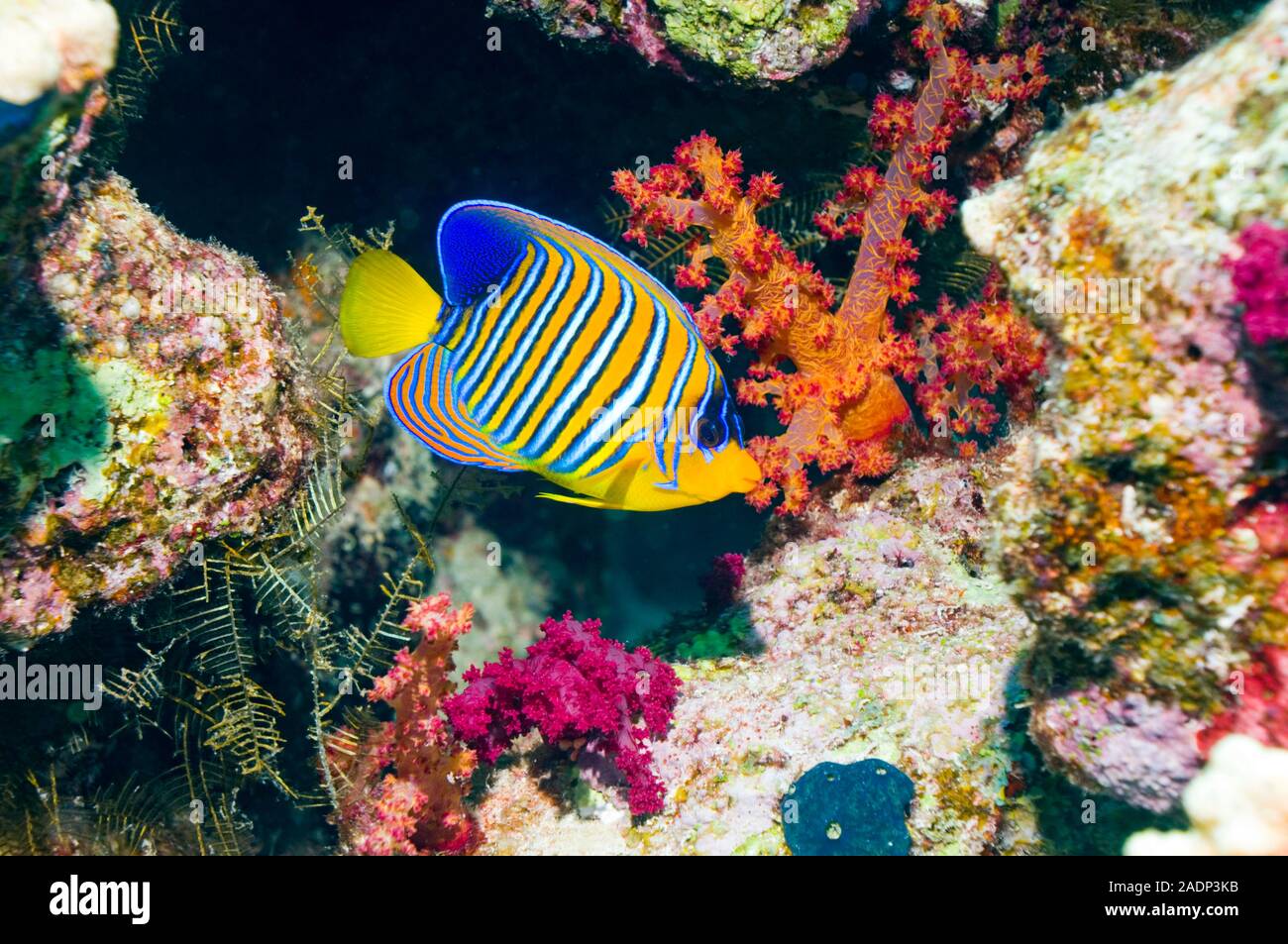 Regal angelfish (Pygoplites diacanthus) swimming past corals ...