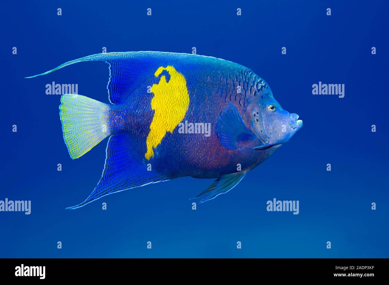 Yellowbar angelfish (Pomacanthus maculosus). This species inhabits seas ...