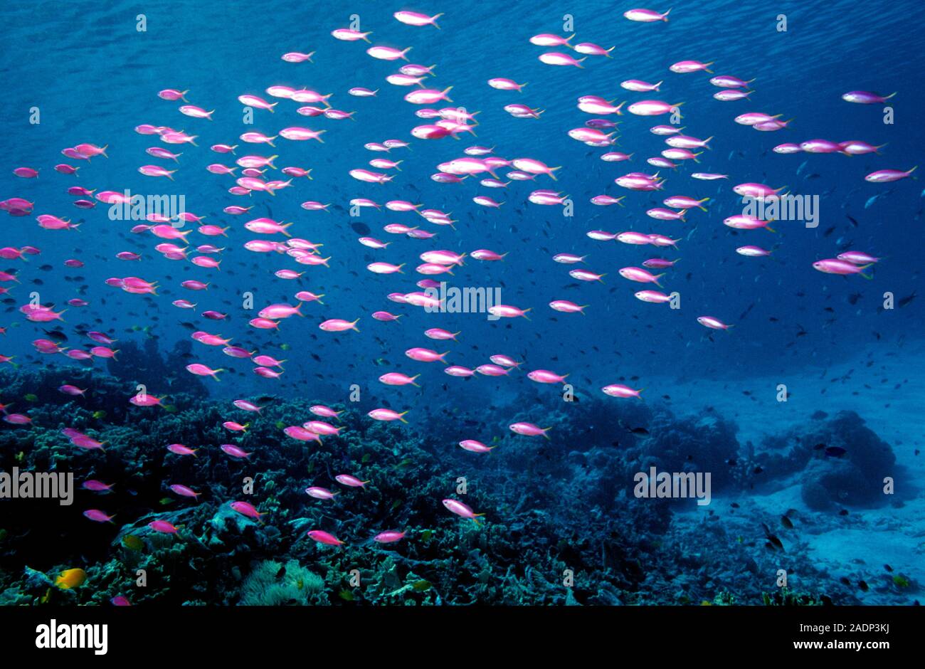 Yellowstriped anthias (Pseudanthias tuka) shoal feeding in a current ...