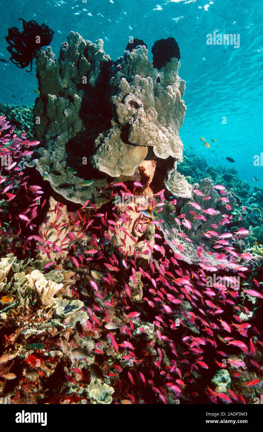 Yellowstriped anthias (Pseudanthias tuka) shoal above a coral reef ...