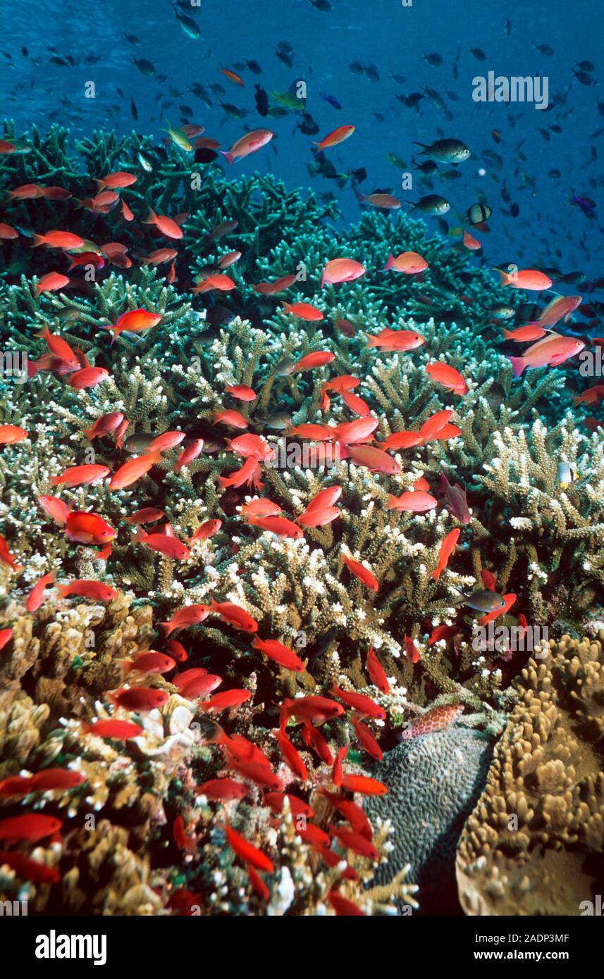 Peach anthias (Pseudanthias dispar) shoal over coral. The fish here are ...