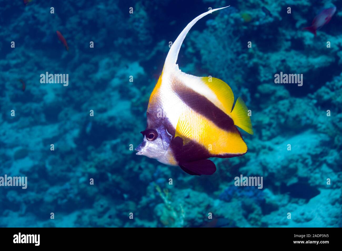 Red Sea bannerfish (Heniochus intermedius). This species is endemic to ...