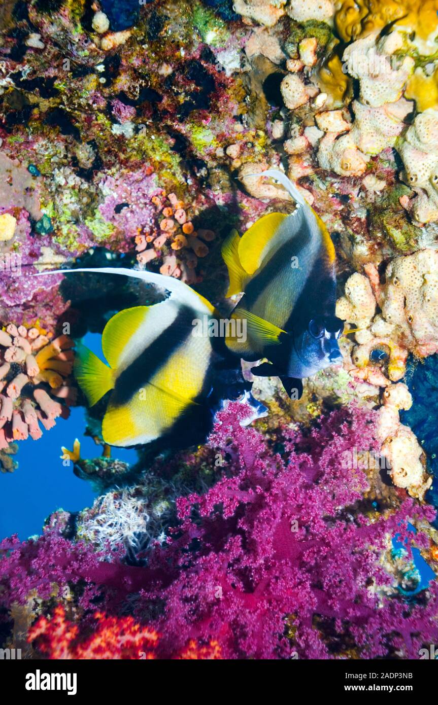 Red Sea bannerfish (Heniochus intermedius) over corals. This species is ...