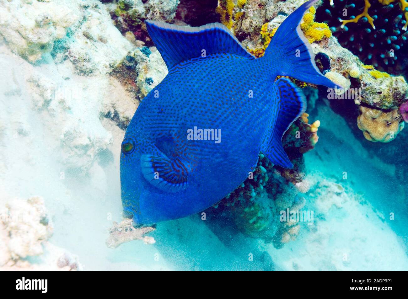 Blue triggerfish (Pseudobalistes fuscus) looking for food on a coral ...