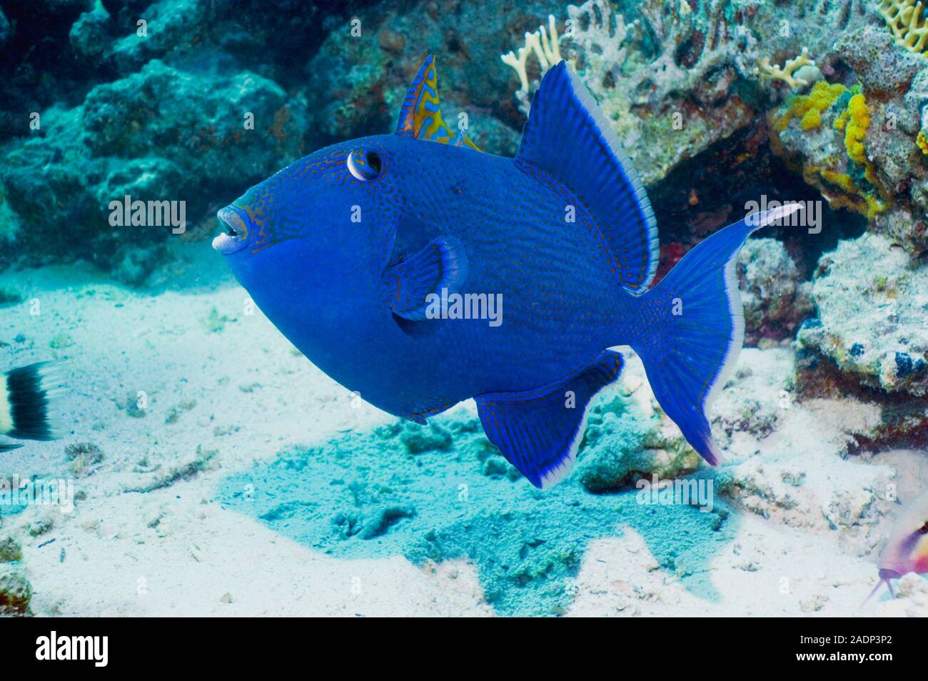 Blue triggerfish (Pseudobalistes fuscus) over a coral reef ...