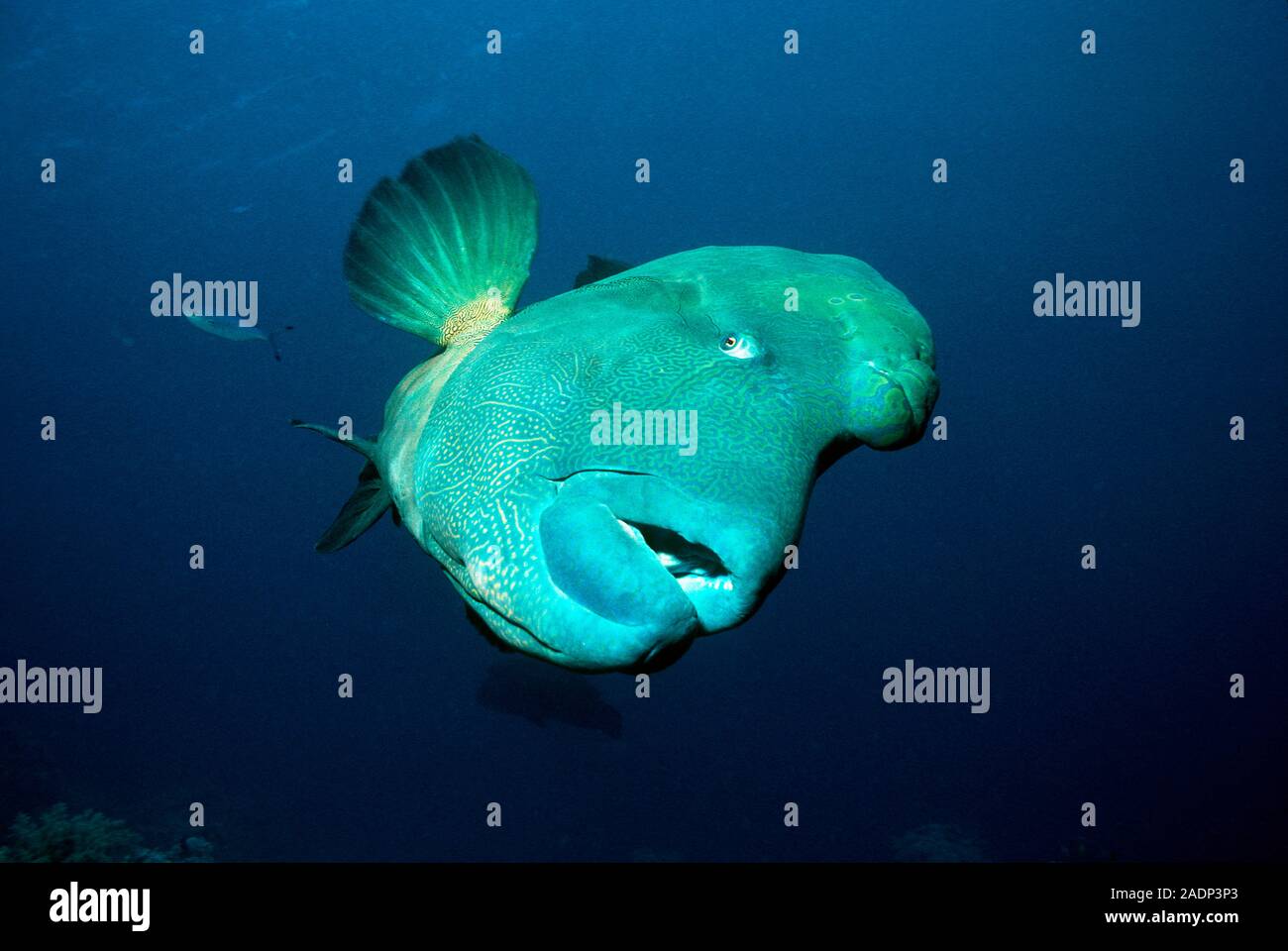 Humphead wrasse (Cheilinus undulatus). This fish is one of the largest ...