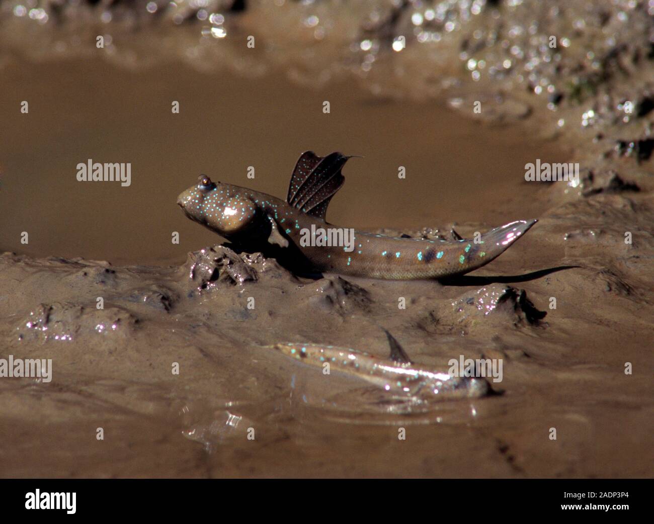 Mudskipper (Periophthalmus sp.) in mud. This amphibious fish inhabits ...