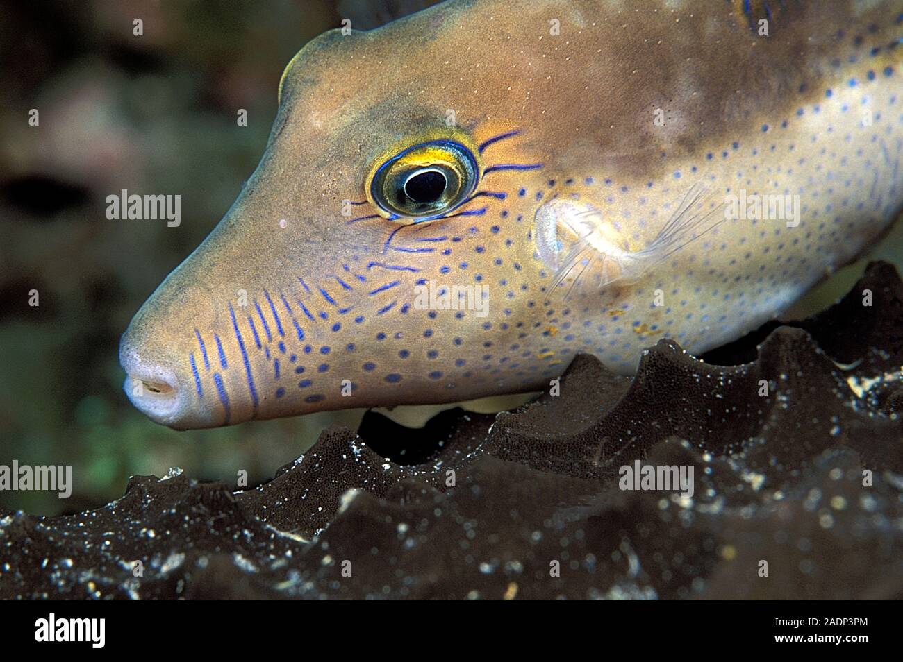 Caribbean sharpnose-puffer (Canthigaster rostrata). This reef ...