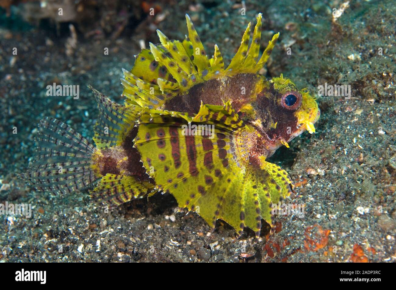 Weedy scorpionfish (Rhinopias frondosa). This fish is found throughout ...