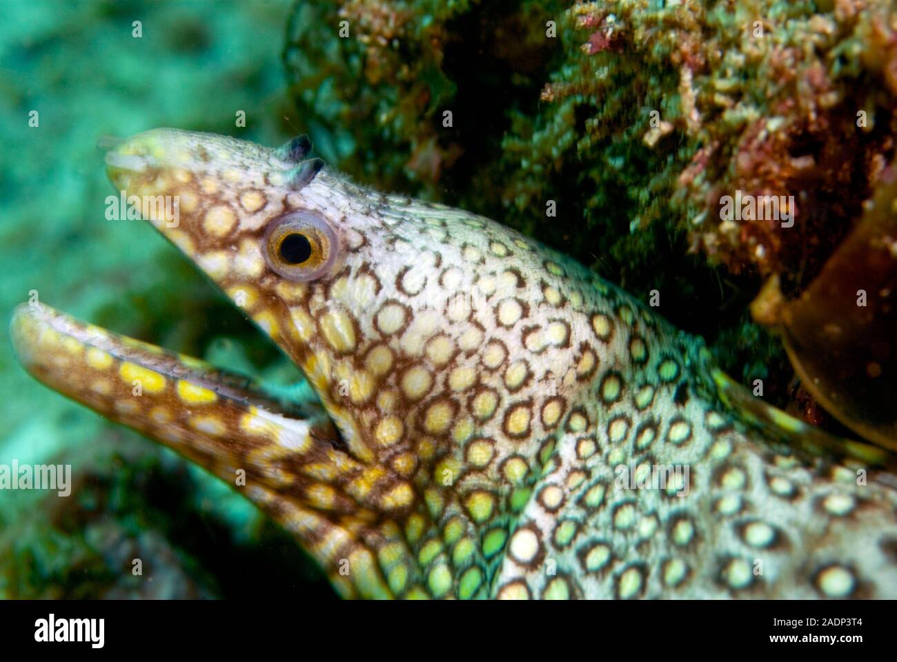 Snowflake moray eel (Echidna nebulosa Stock Photo - Alamy