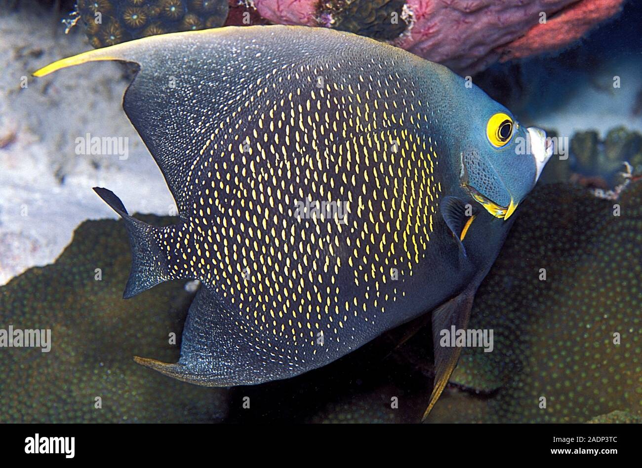 French angelfish (Pomacanthus paru). This reef-associated tropical fish ...