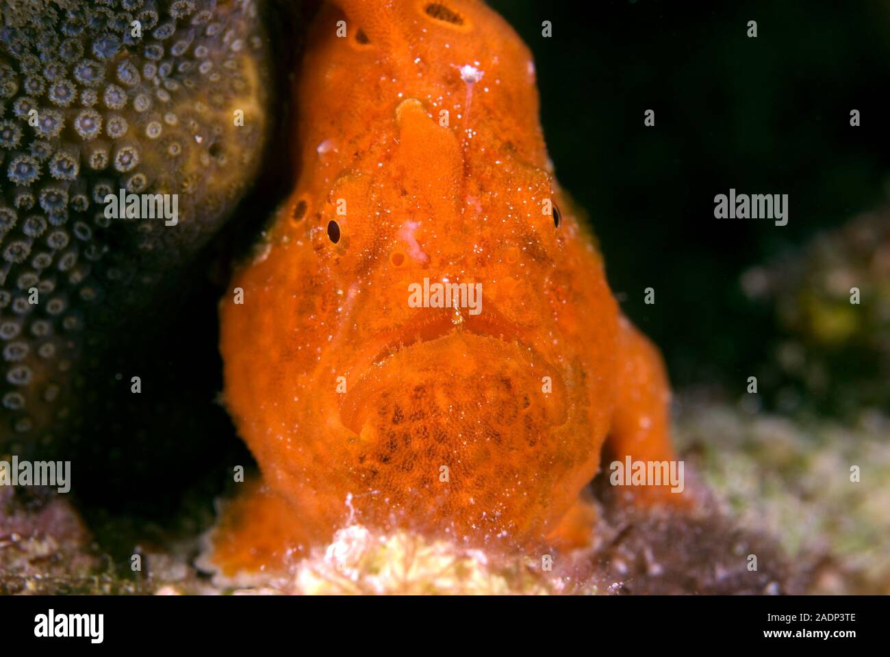 Longlure frogfish (Antennarius multiocellatus). Photographed in Bonaire ...