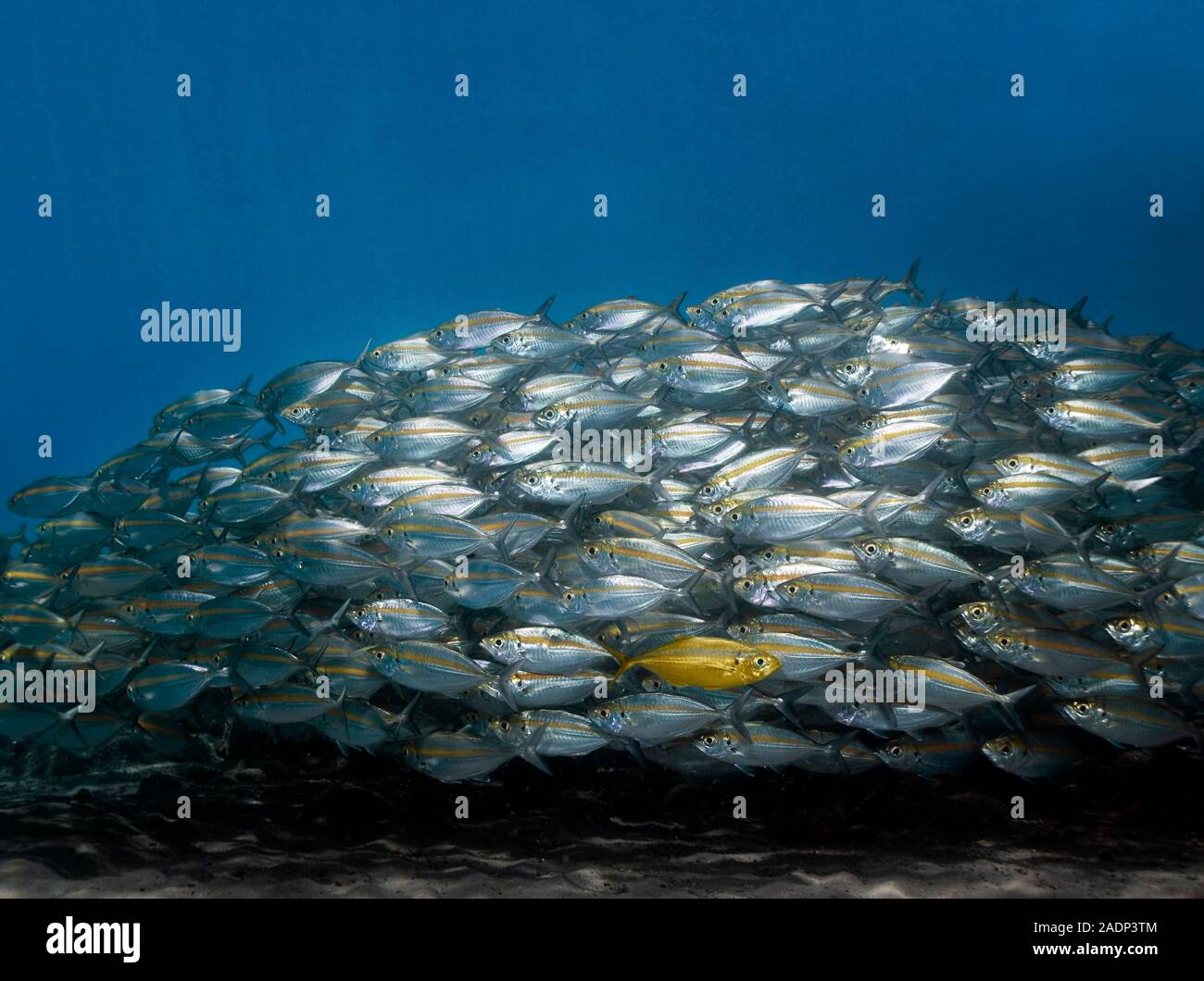 School of bigeye scad fish (Selar crumenophthalmus) with one fish ...