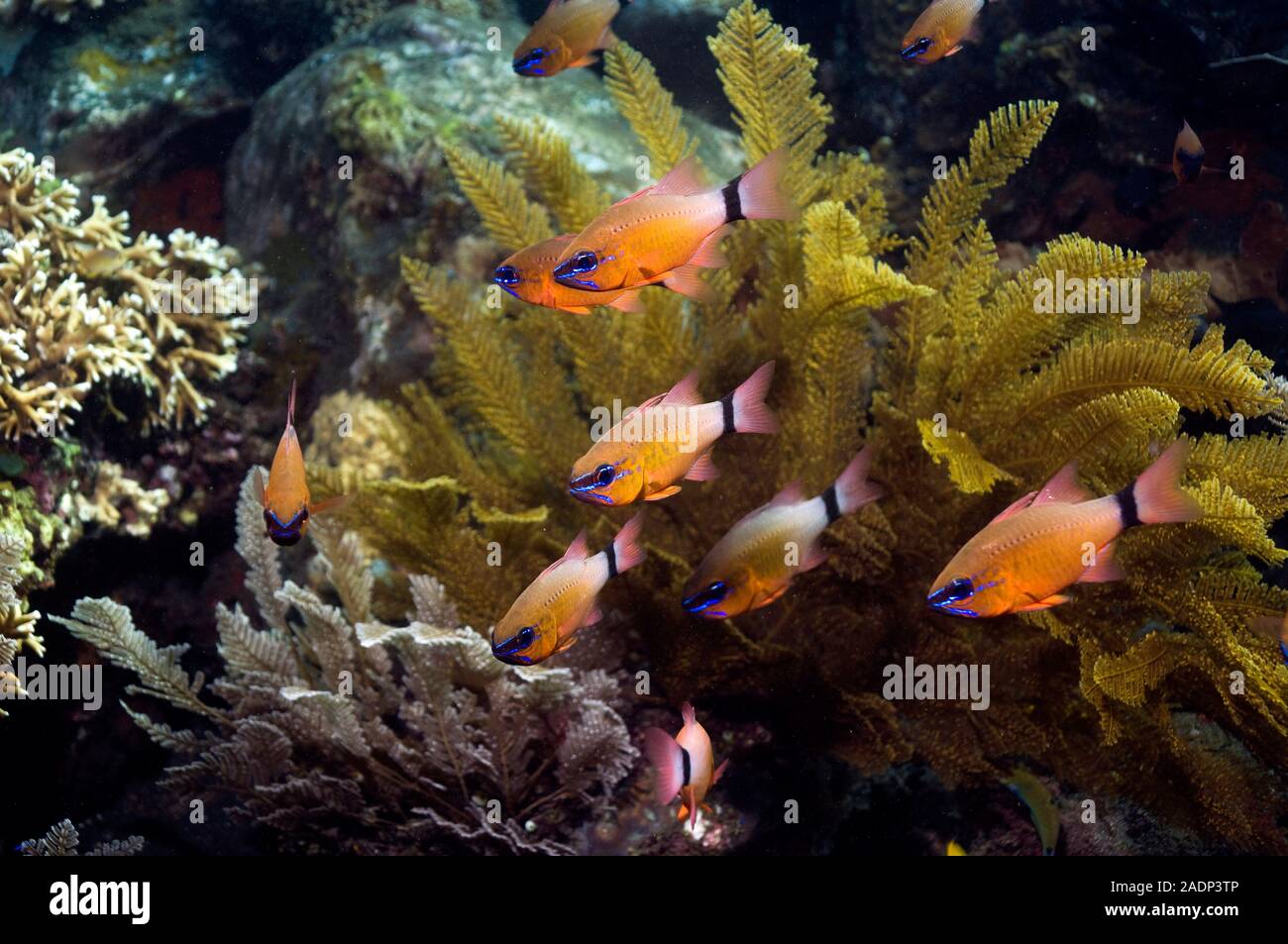 Ring-tailed cardinalfish (Apogon aureus) swimming amongst hydroid ...