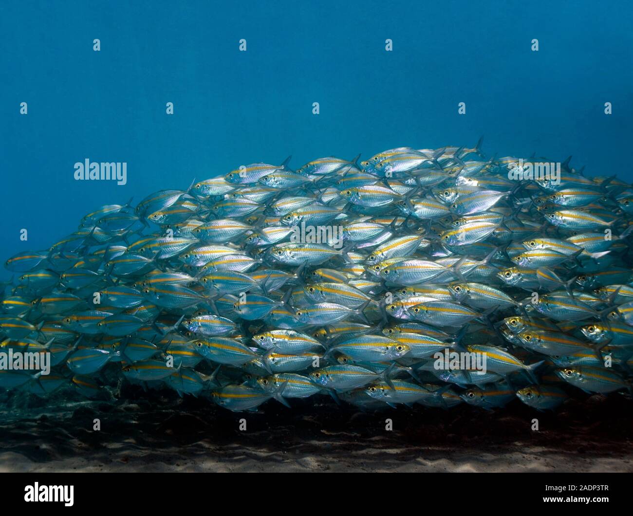 School of bigeye scad fish (Selar crumenophthalmus) with one fish ...