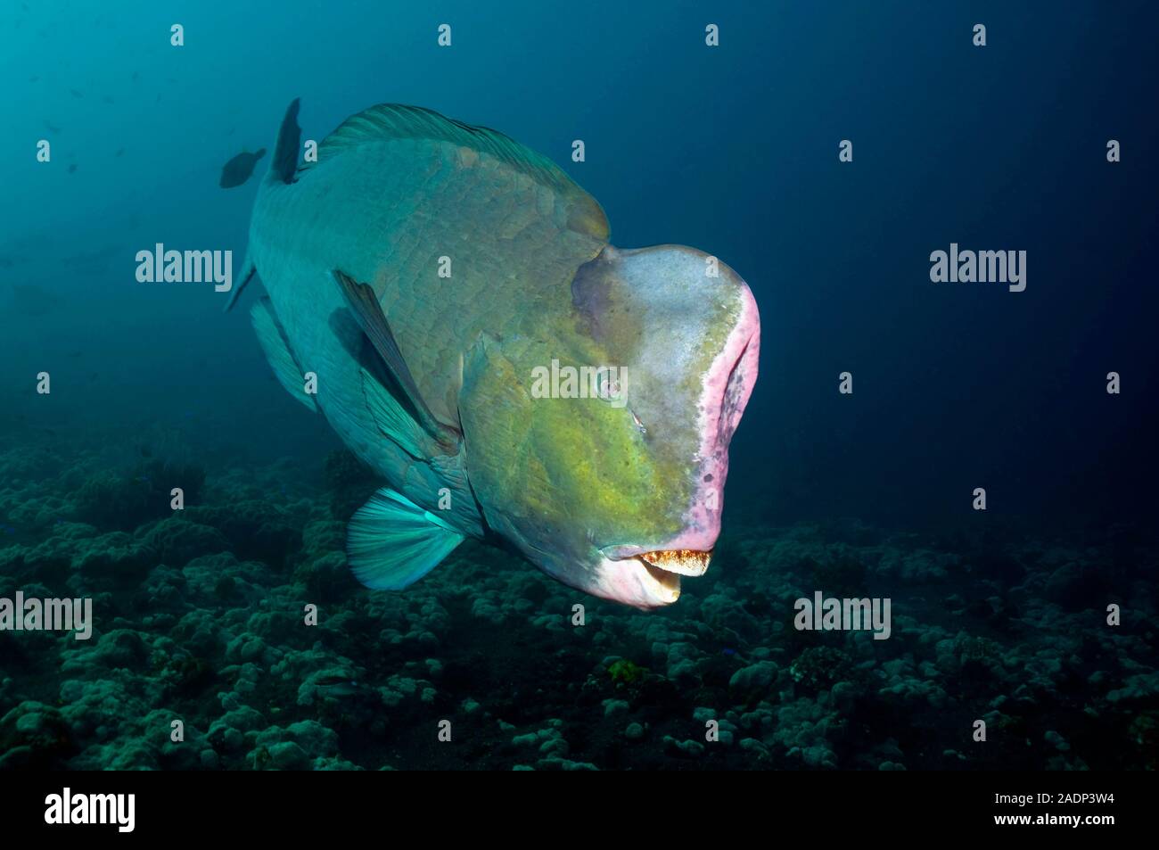 Bumphead parrotfish (Bolbometopon muricatum) over coral reef. This is the largest species of ...