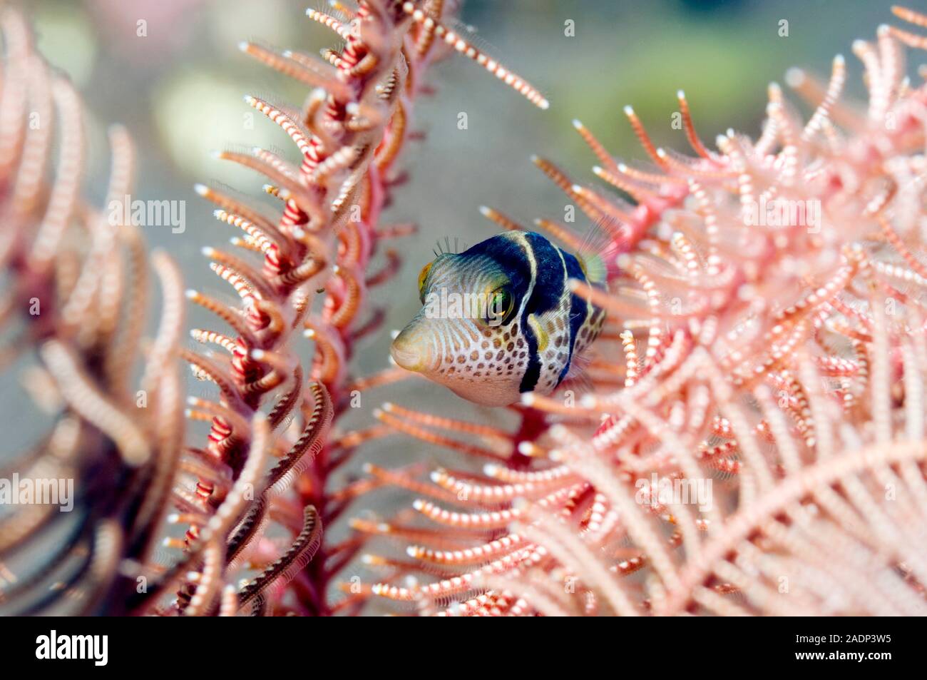 Black-saddle toby fish (Canthigaster valentini) between featherstar ...