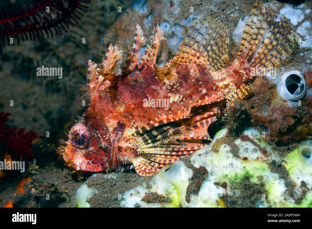 Shortfin lionfish (Dendrochirus brachypterus). Photographed in Bali ...
